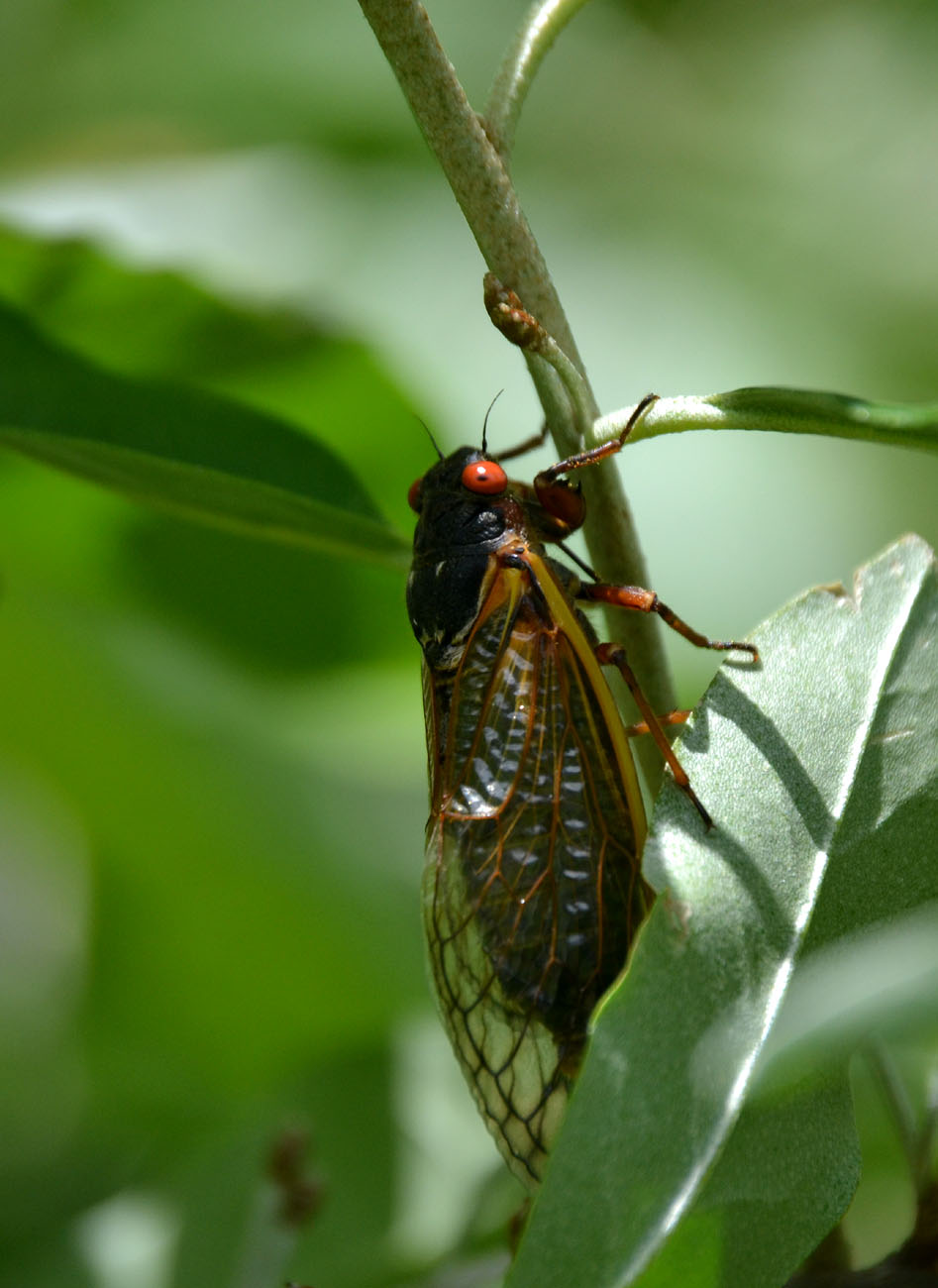 Woods Walks and Wildlife: June 2013