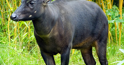 Synapsida: Bovines: Mini-Buffaloes