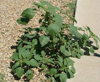 Arizona Victory Garden: Summer weeds in Arizona