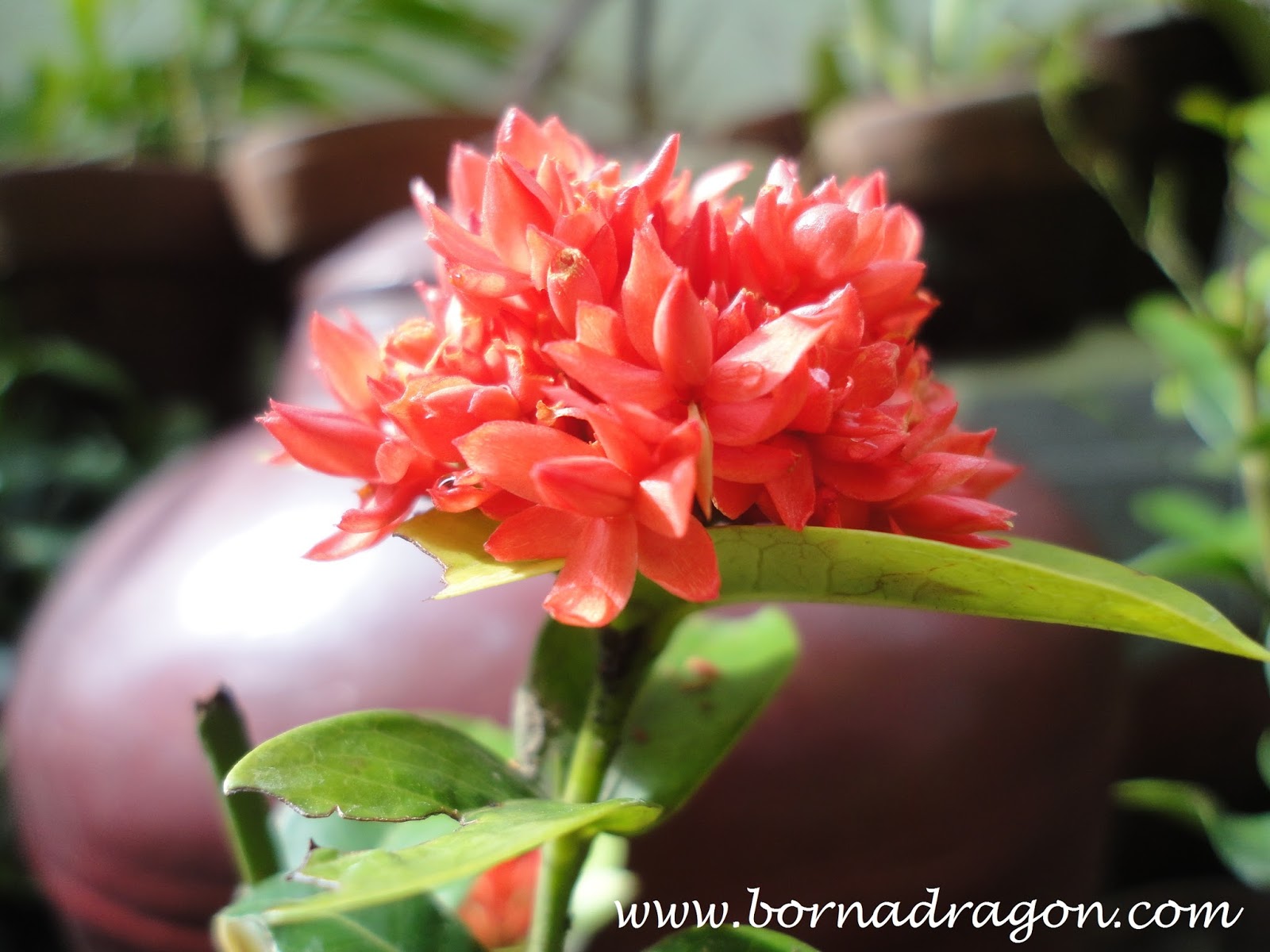 Change The Way You See Beauty ~ Born a Dragon, Raised a Tiger