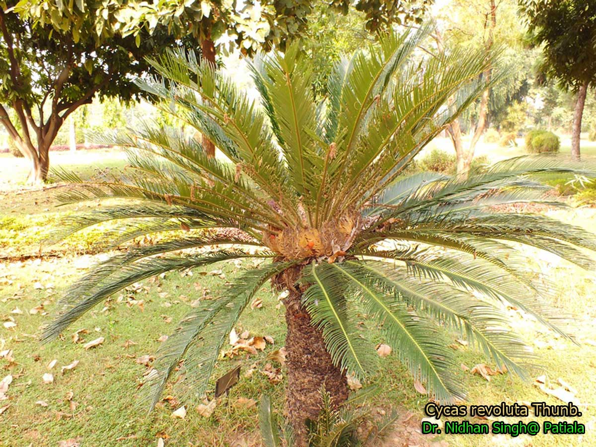 Medicinal Plants: Cycas revoluta
