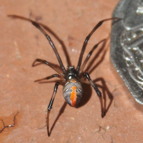 Old writer on the block: The redback on the dunny seat