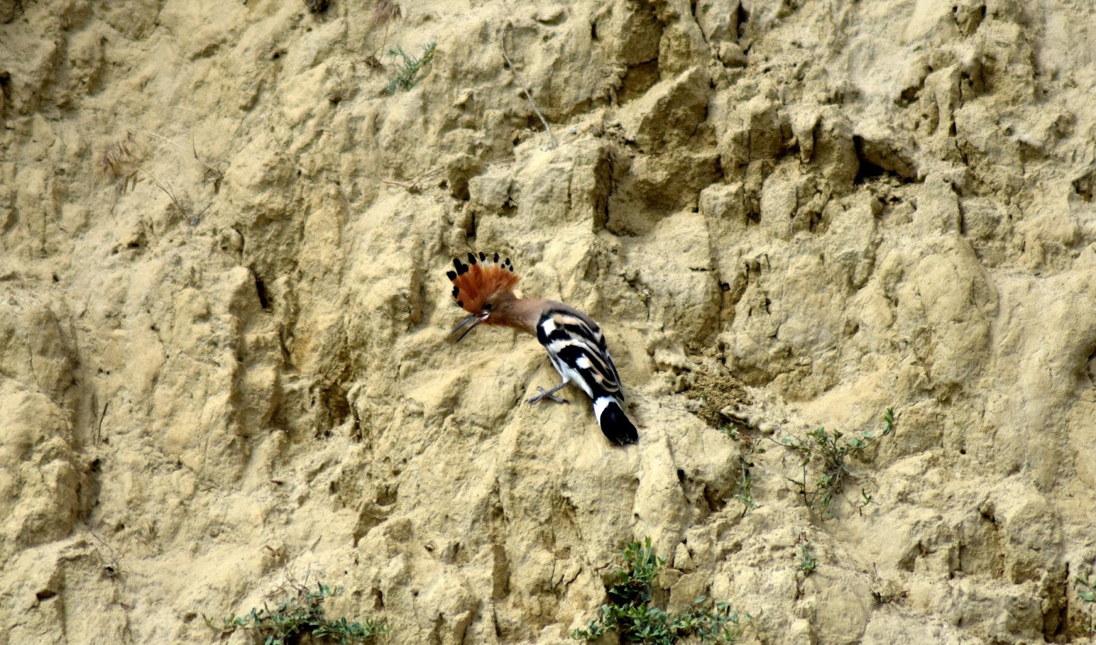 Frumusetile naturii: Pupaza (Upupa epops)