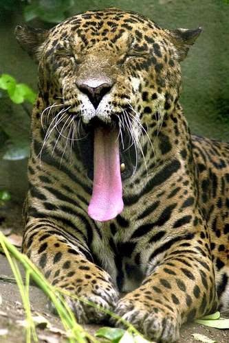 Funny Animals LOL : #6