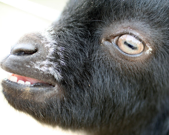 The Maaaaa of Pricilla: Wordless Wednesday - Happy Goat!