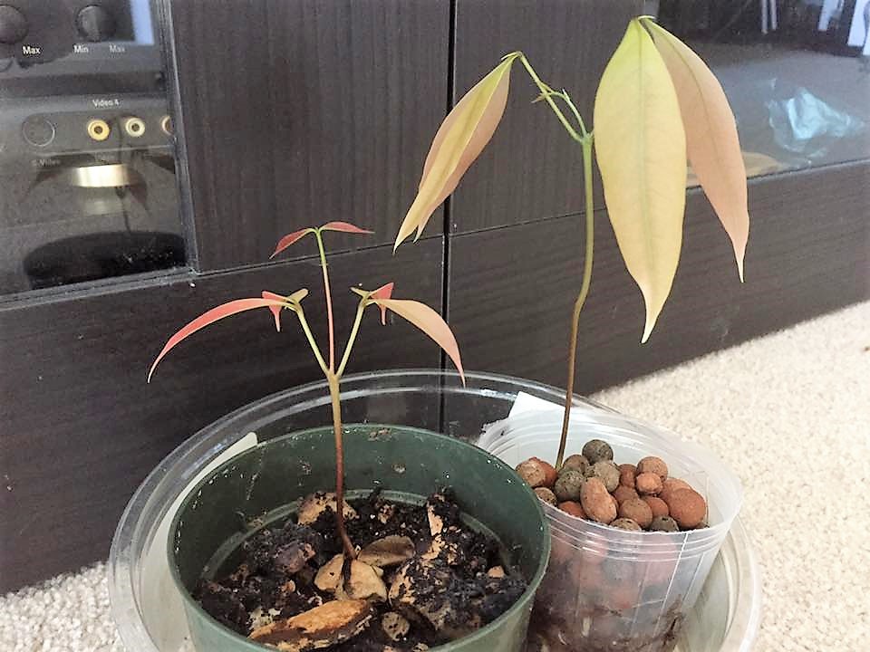 Lychee Trees Growing From Seeds ~ My GARDENING