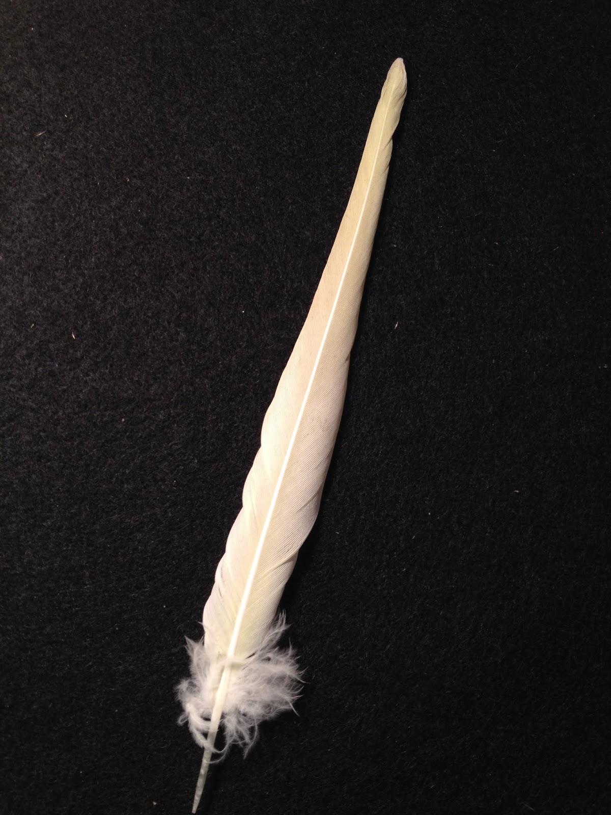 The Nature Geek: Feathers: Form Fits Function