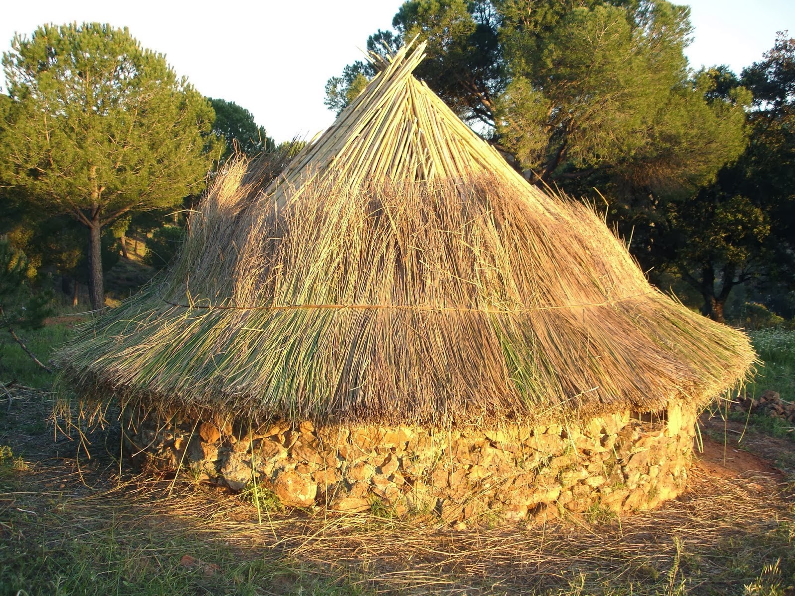 PlantArte en tu Oasis. Paisajismo y naturaleza para todos.: Plantas de ...