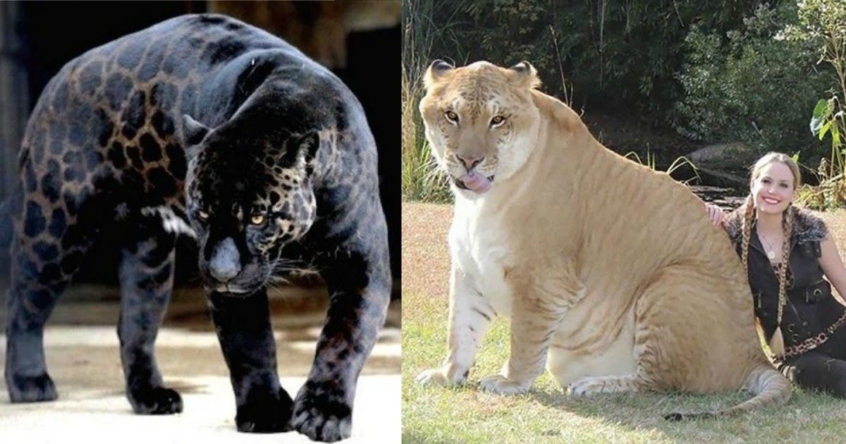 15 Weird Animal Crossbreeds That Are Hard To Believe Actually Exist