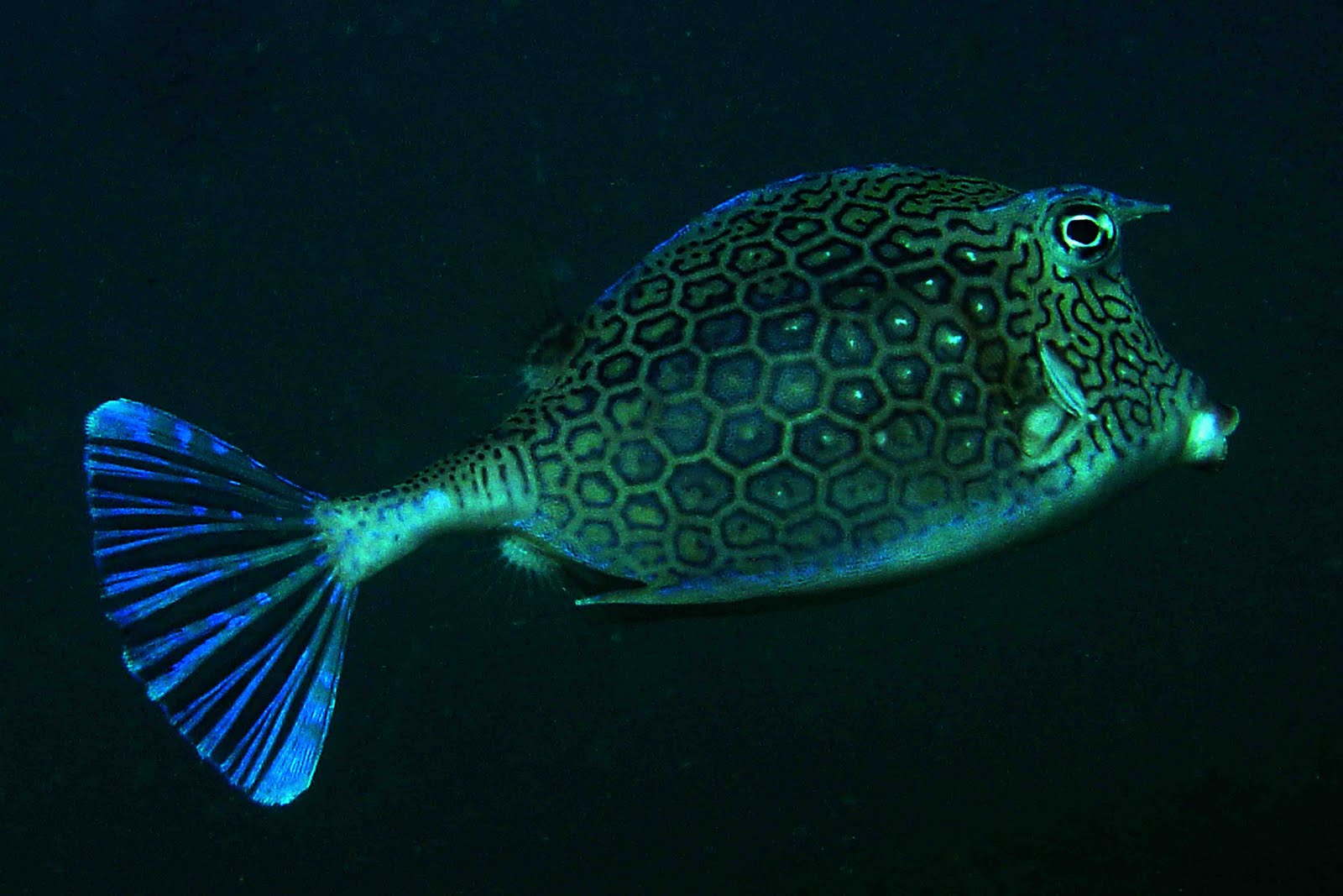 Fotografia de Verdade: Mergulho em Arraial do Cabo