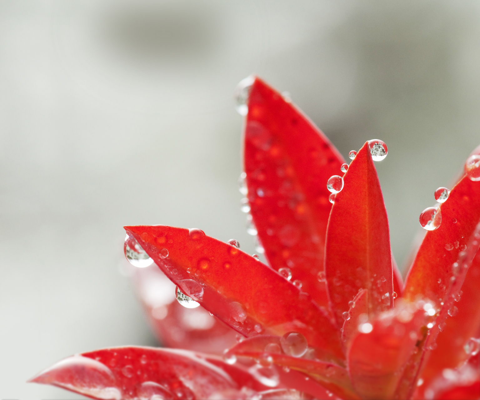 HD Wallpapers - Android, IOS, Windows Phone and Desktop: LG Optimus G ...