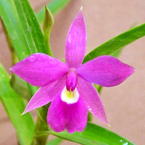 REINO VEGETAL: DIMERANDRA emarginata