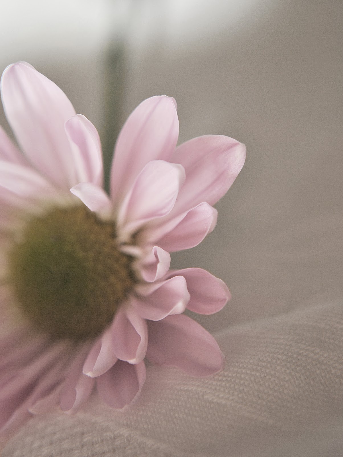 HHS Digital Photo Blog: Danae A - Soft