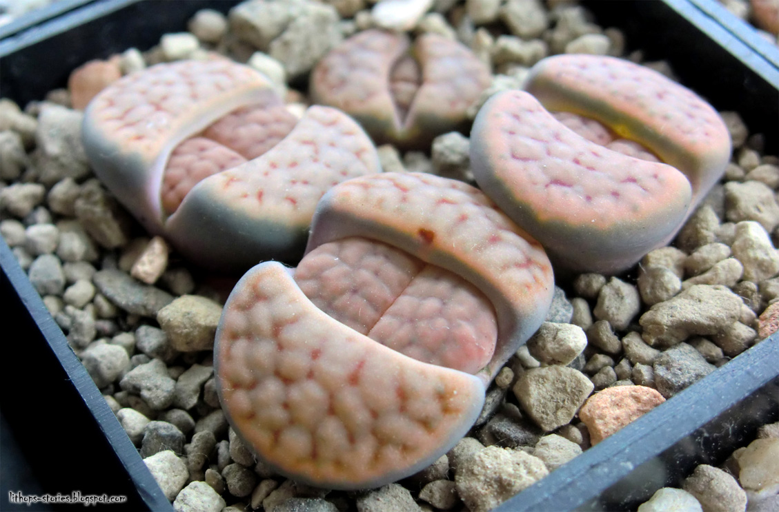Lithops Stories: Winter update (10 pics)