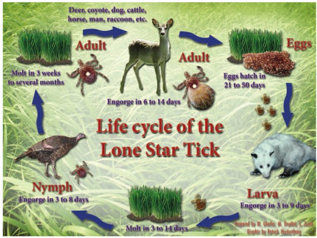 Infection Landscapes: Ehrlichiosis
