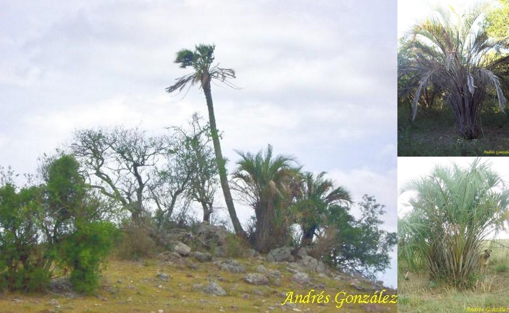FOTOS DE FLORA NATIVA Y ADVENTICIAS DE URUGUAY : Butia yatay. Arecacea