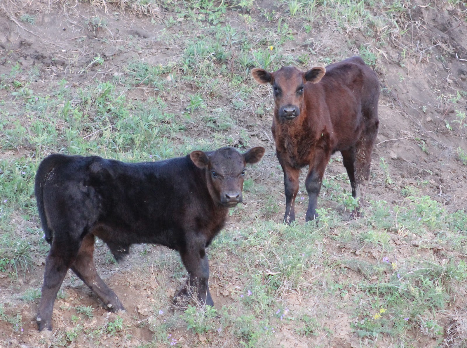 Spiritcreek: Spring Calves