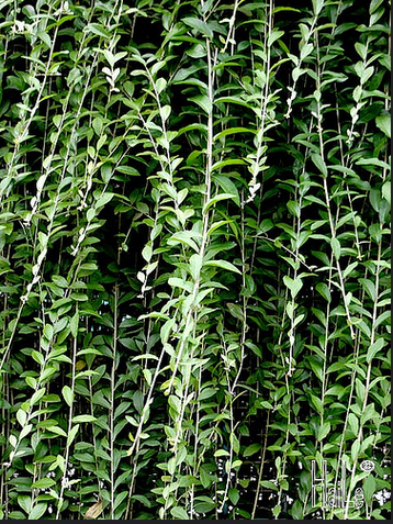 JUAL POHON LI KUAN YEW | LI KUAN YU | TANAMAN RAMBAT