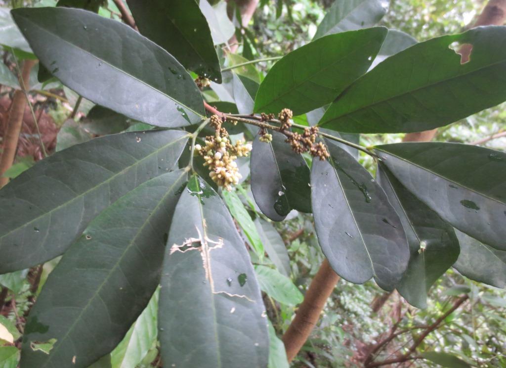 දොඬම්පනා [Dodampana] (Glycosmis pentaphylla) ~ අපේ ඔසුපැළ Medicinal ...