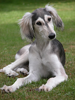 Caracteristicas del Perro Saluki ~ Perros