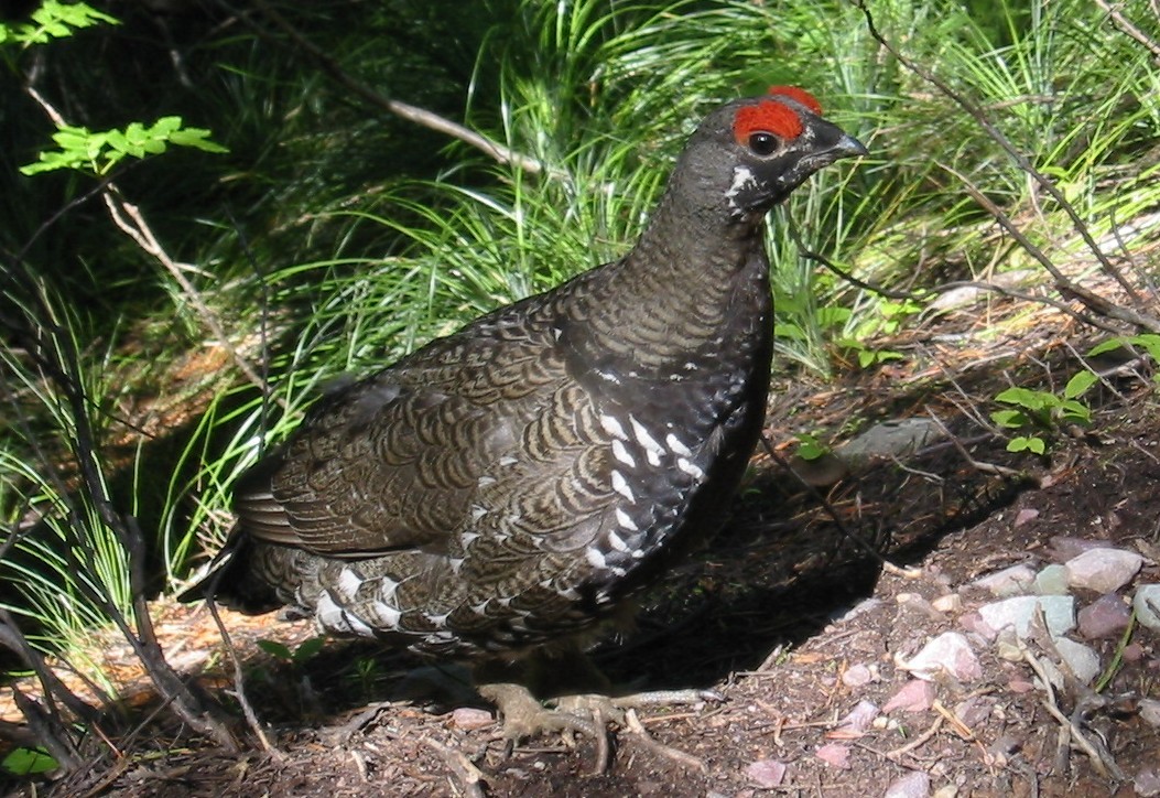 Grouse