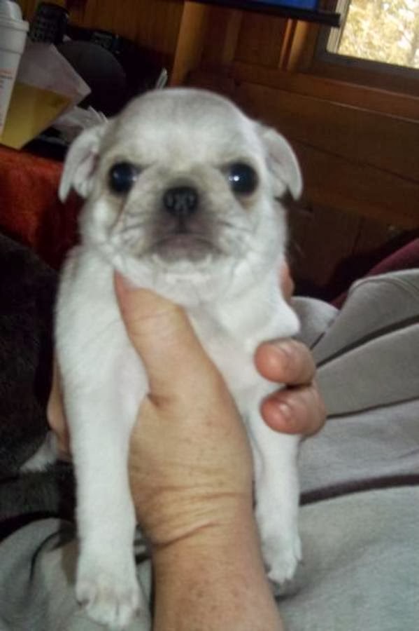 Rare White Male Pug Puppy Available | Puppies For Sale