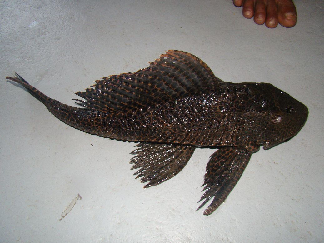 Fauna Brasileira: Bodó