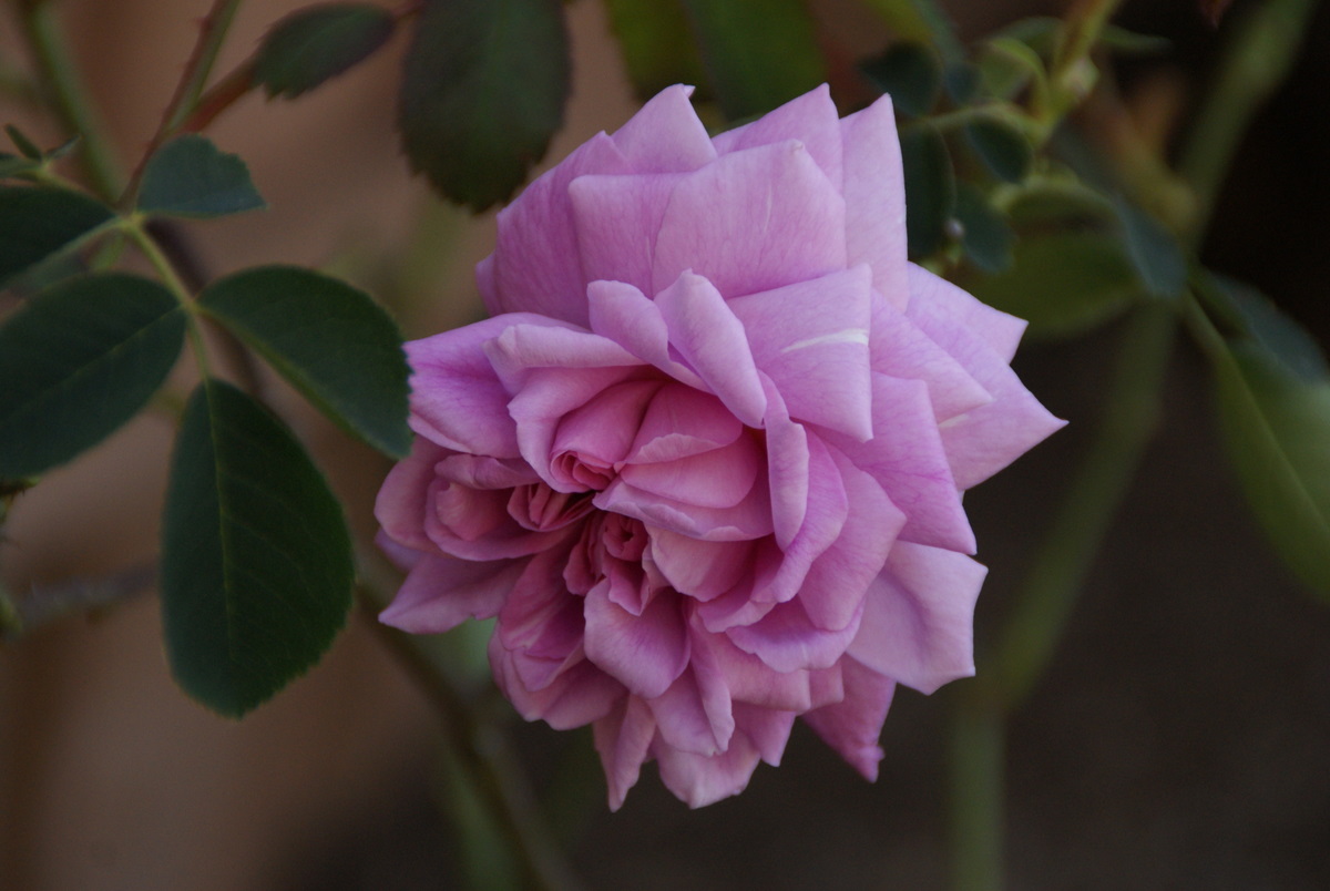 Organic Garden Dreams: March Roses