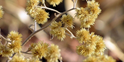 A tradição da colheita da macela