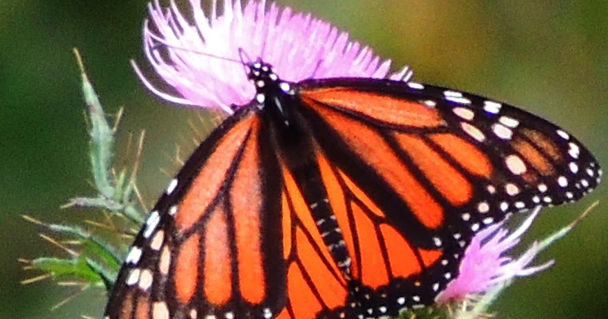 HoCo Connect: Butterflies at Audubon Gardens in Mt. Airy