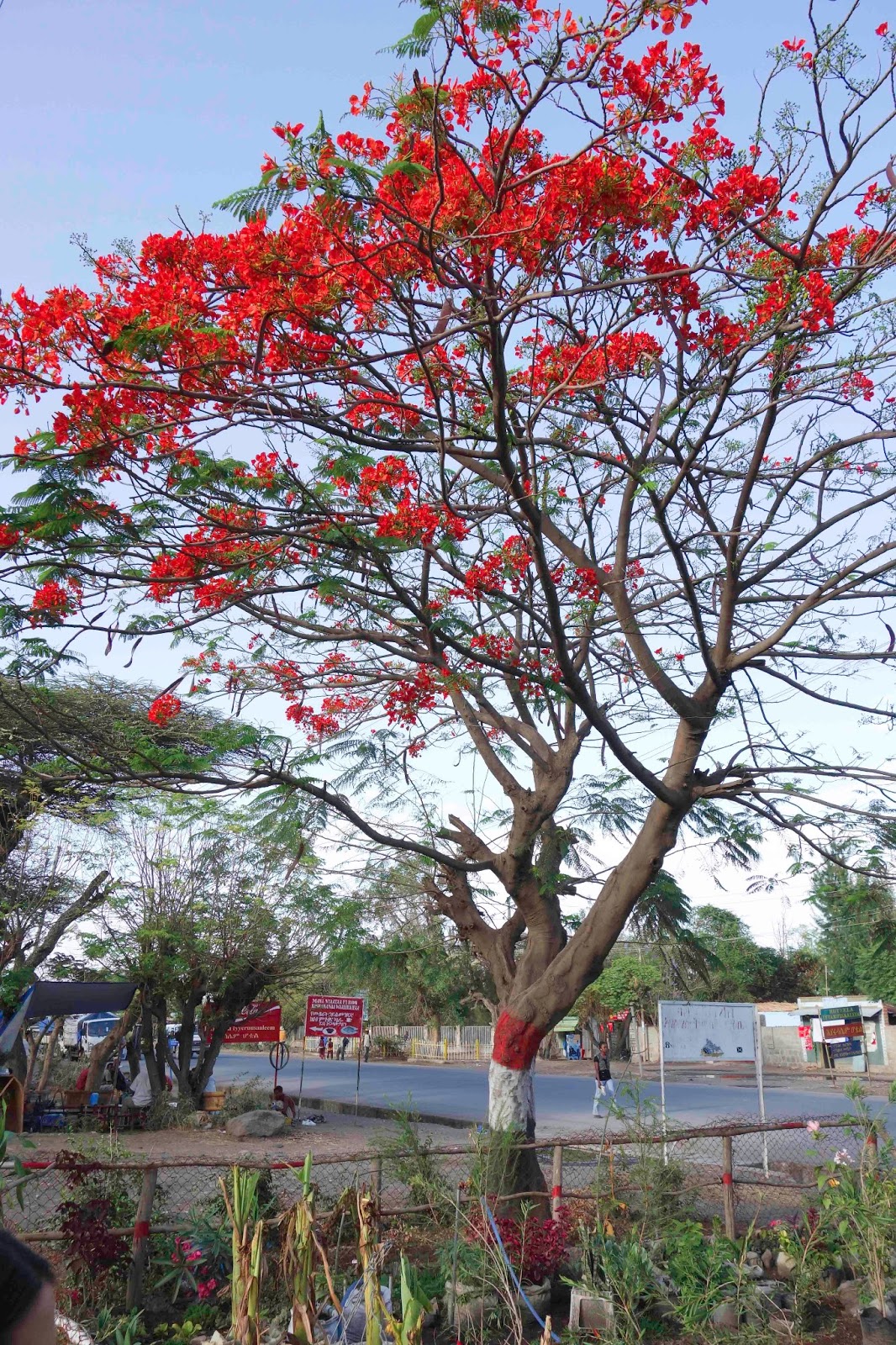 SETHiopia: Tree Profile: Delonix Regia