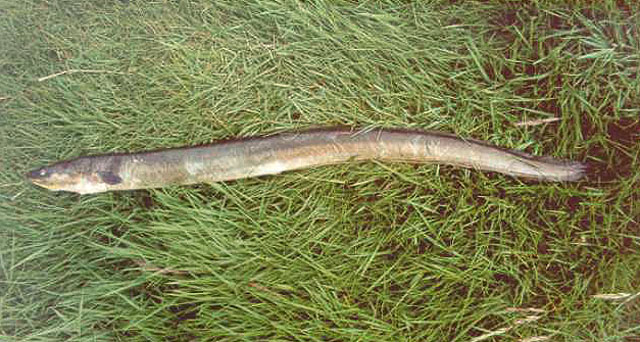 Artes de Pesca: VAMOS A PESCAR ANGUILAS