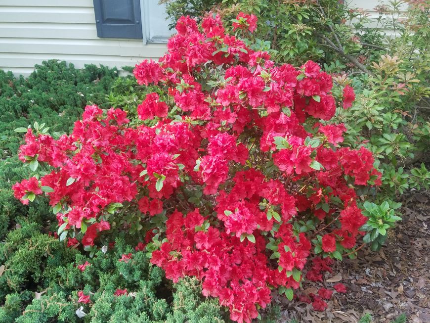 Future Plants by Randy Stewart: Azaleas -Evergreen Hybrids