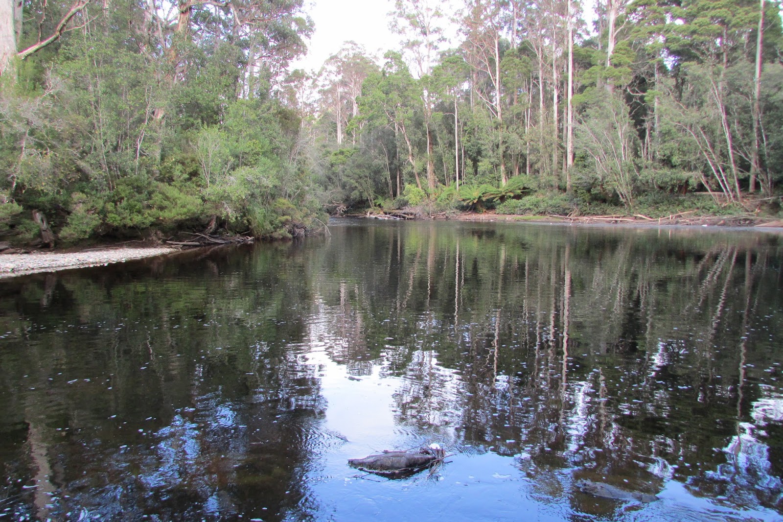 Weld River | Hiking South East Tasmania