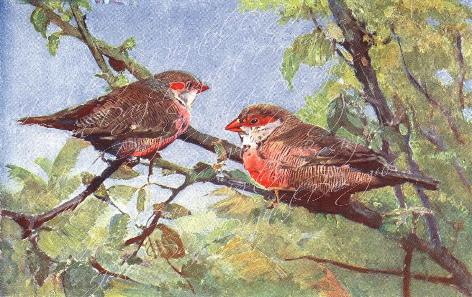 J Day Digital Designs, French Fancies, Vintage Finds: More Bird and ...