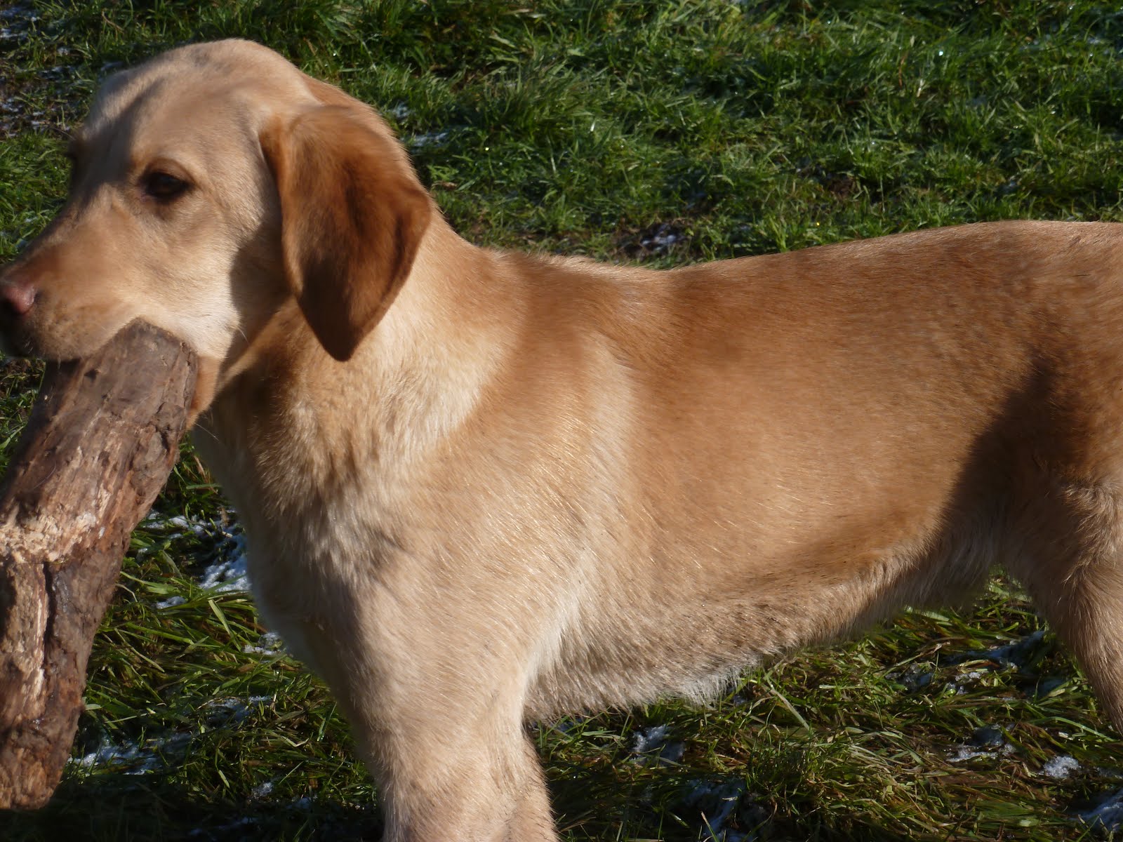 Carr House Farm Bed & Breakfast Blog: 9 month old Labrador dog for sale