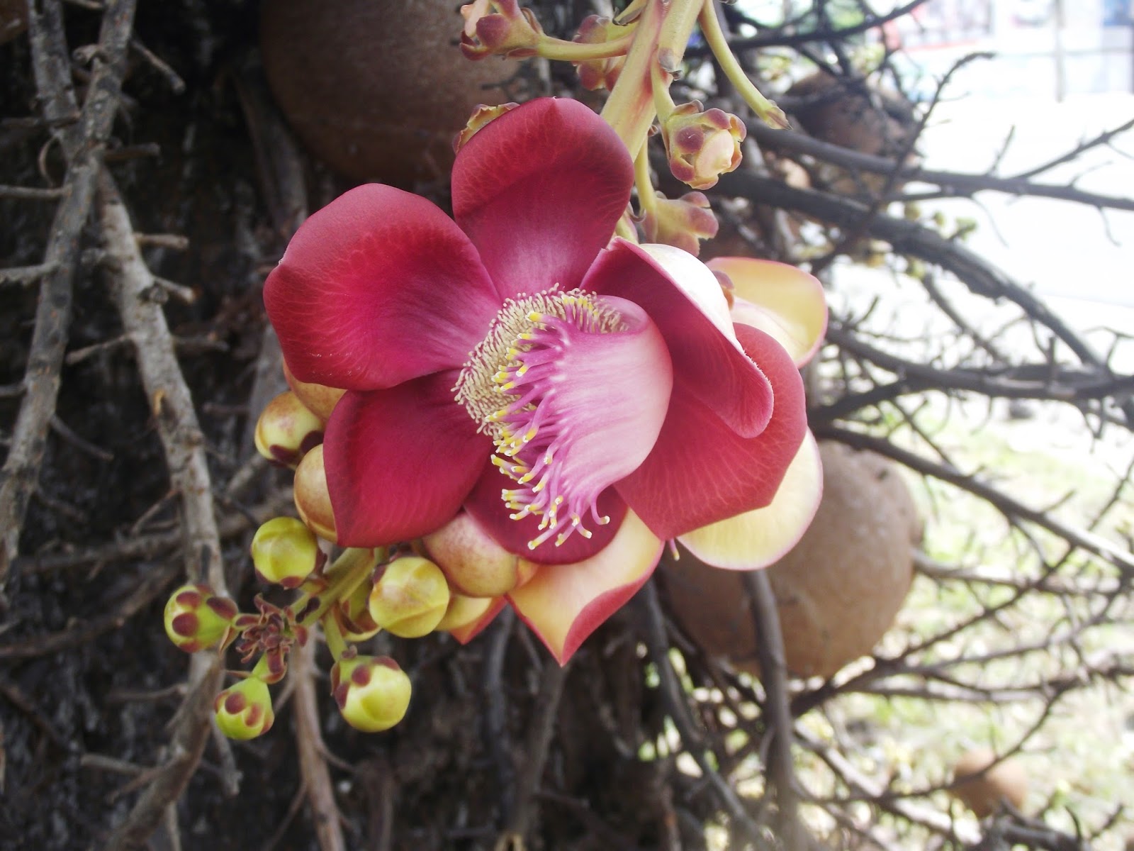 Francisco Martins: ABRICÓ DE MACACO - UMA BELEZA DE ÁRVORE