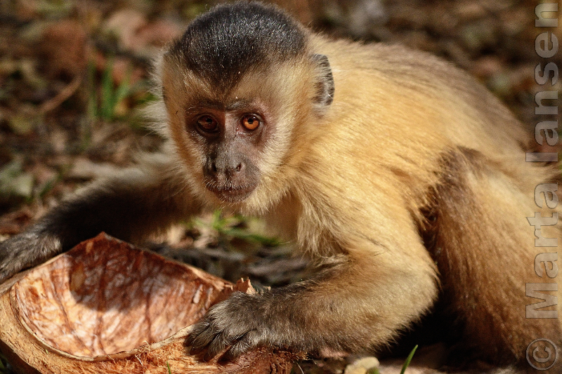 Captando a Luz: Macacos-prego gostam de coco