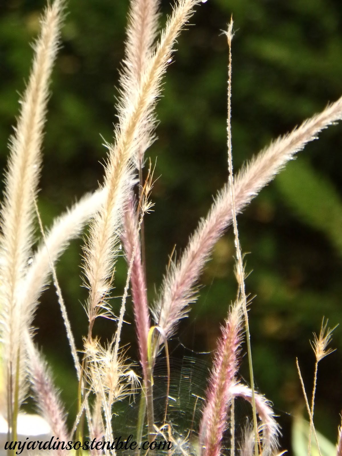 Pennisetum Setaceum Rubrum (Cola de Zorro, Cola de plumas.)