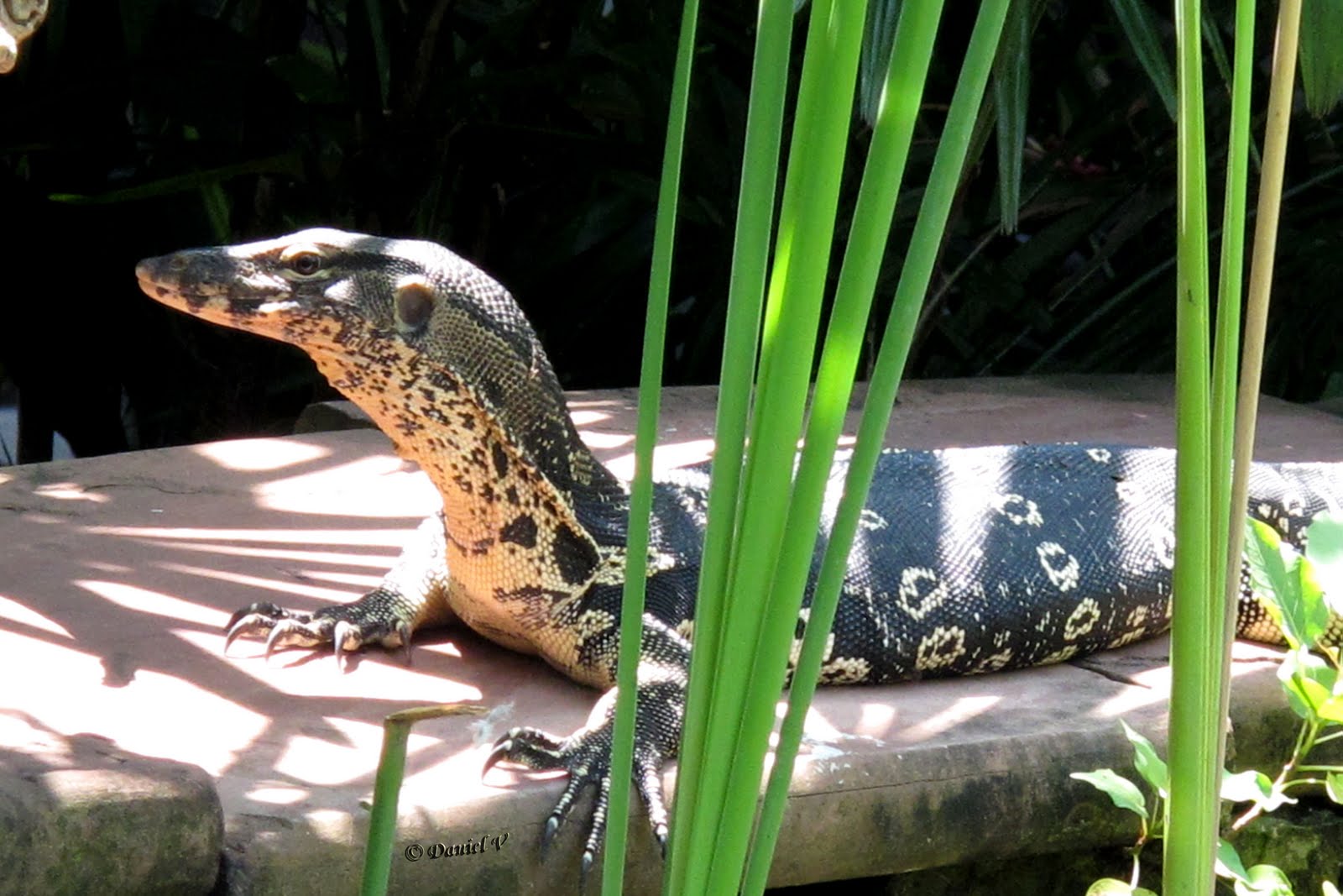 Macrophoto plaisir passion: Le varan malais, varanus salvator
