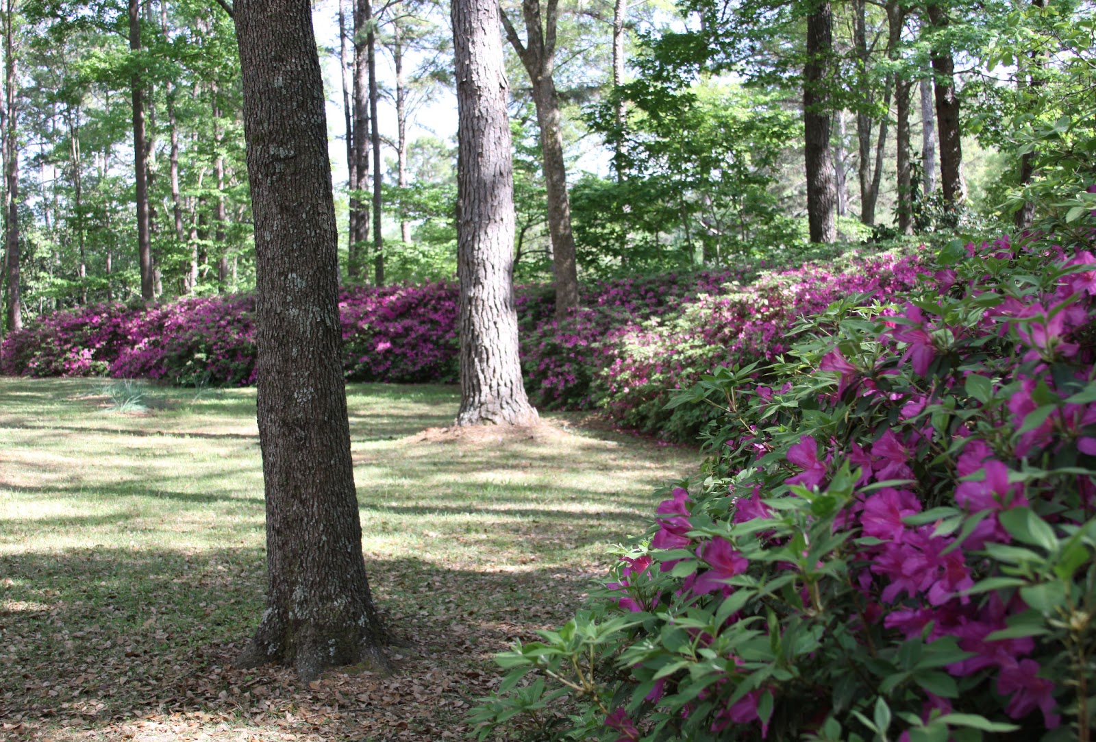 Sweet Southern Days: A Southern Garden