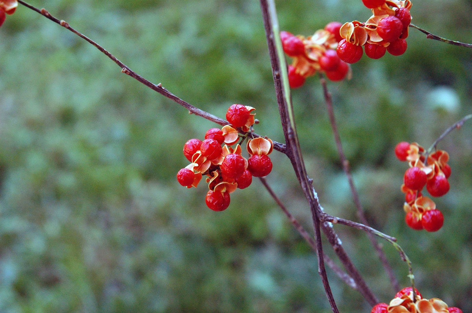 Field Biology in Southeastern Ohio: Autumn: Cool Temperatures and Color ...