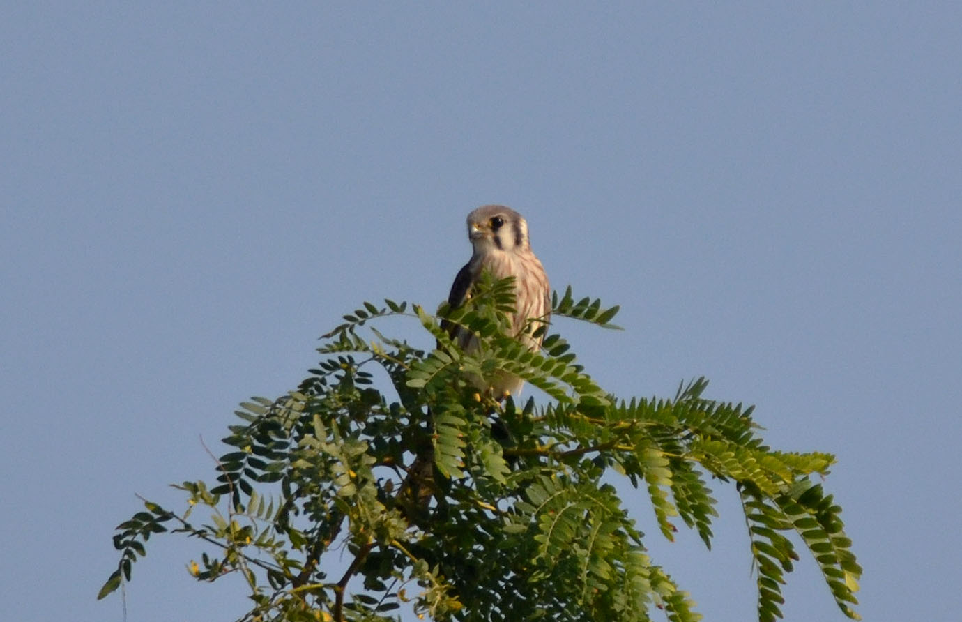 Woods Walks and Wildlife: Hawk and Snake