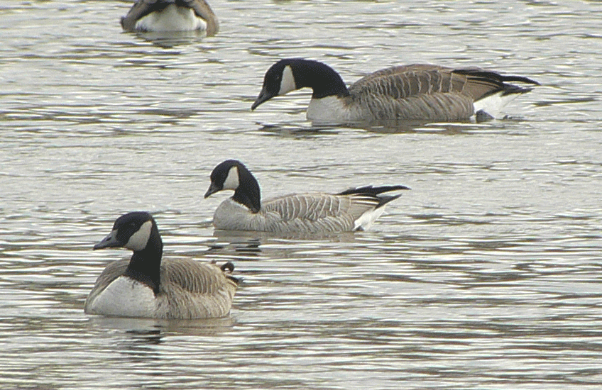 Pioneer Birding: MA - Cackling Goose - 12/05