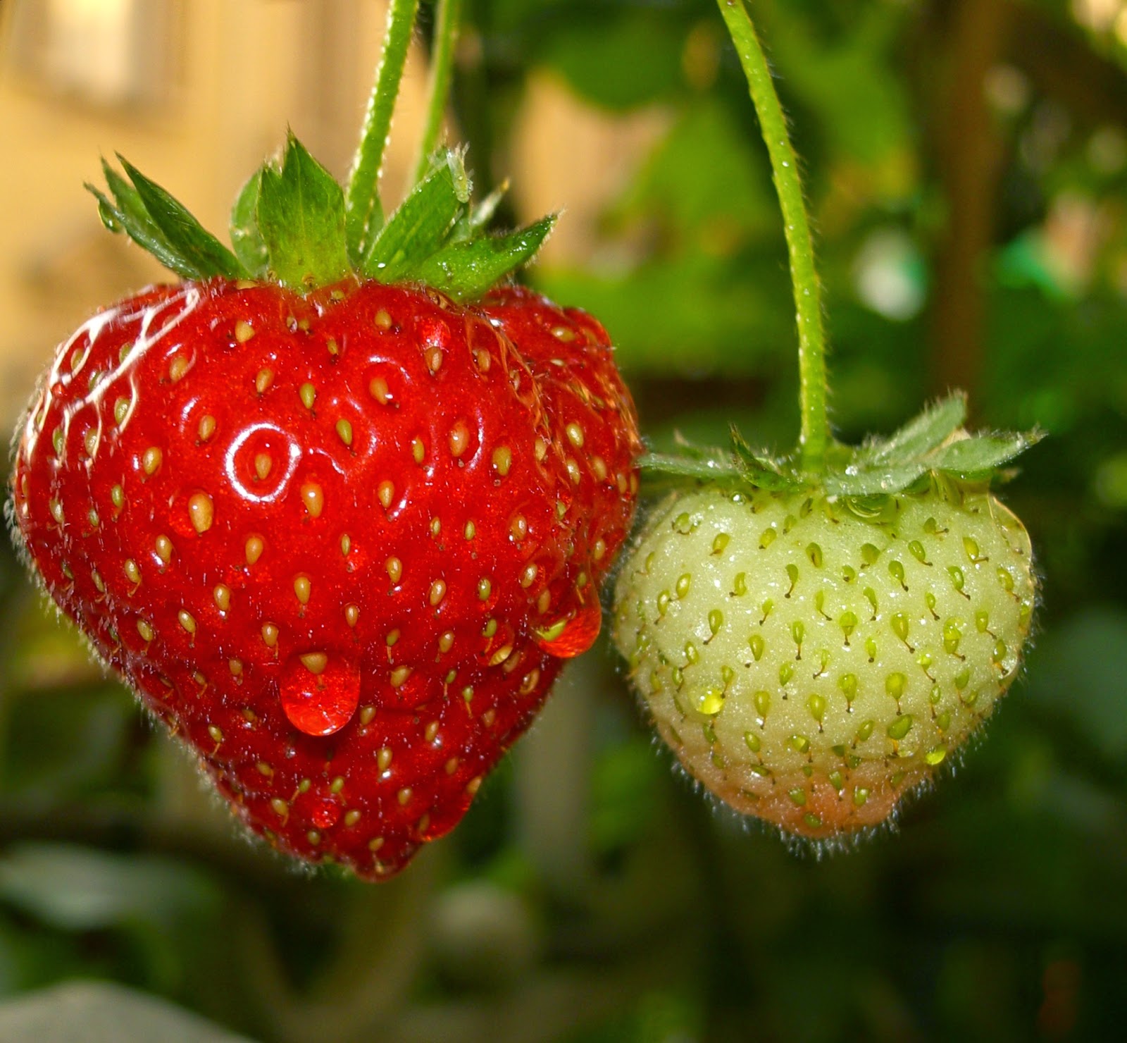 Benefícios do morango - Fuxicos e Rabiscos