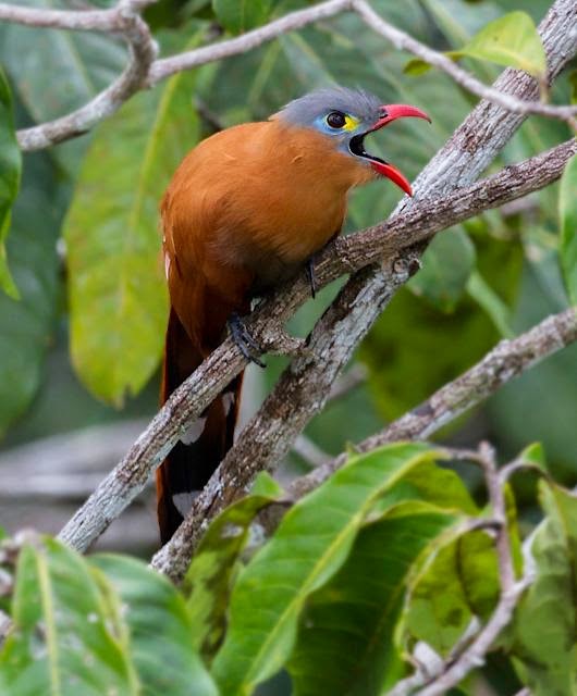 Tierra de cucos, cuclillos, críalos, turacos: Cuco ardilla vientre ...