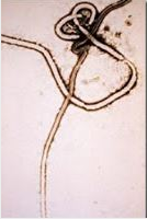 Avian Flu Diary: CDC Adds Two New Novel Viruses To Their IRAT List