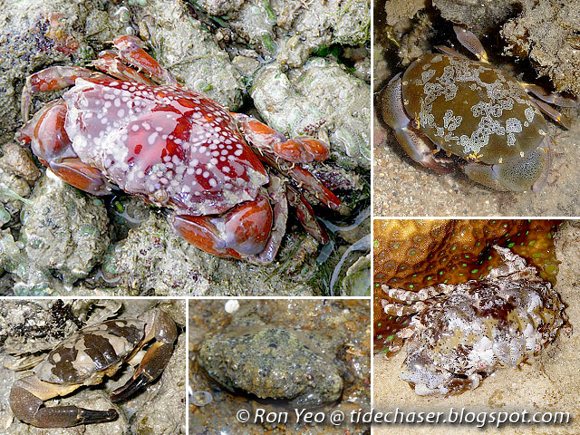 tHE tiDE cHAsER: Rubble Crabs (Phylum Arthropoda: Family Xanthidae) of ...