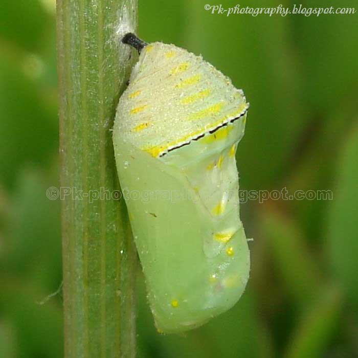 Plain Tiger Butterfly Pupa | Nature, Cultural, and Travel Photography Blog