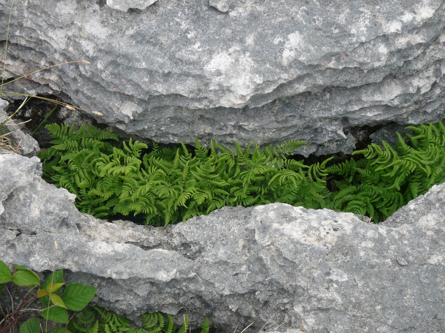 Hutton Roof's Special Ferns and More: Gymnocarpium robertianum ...